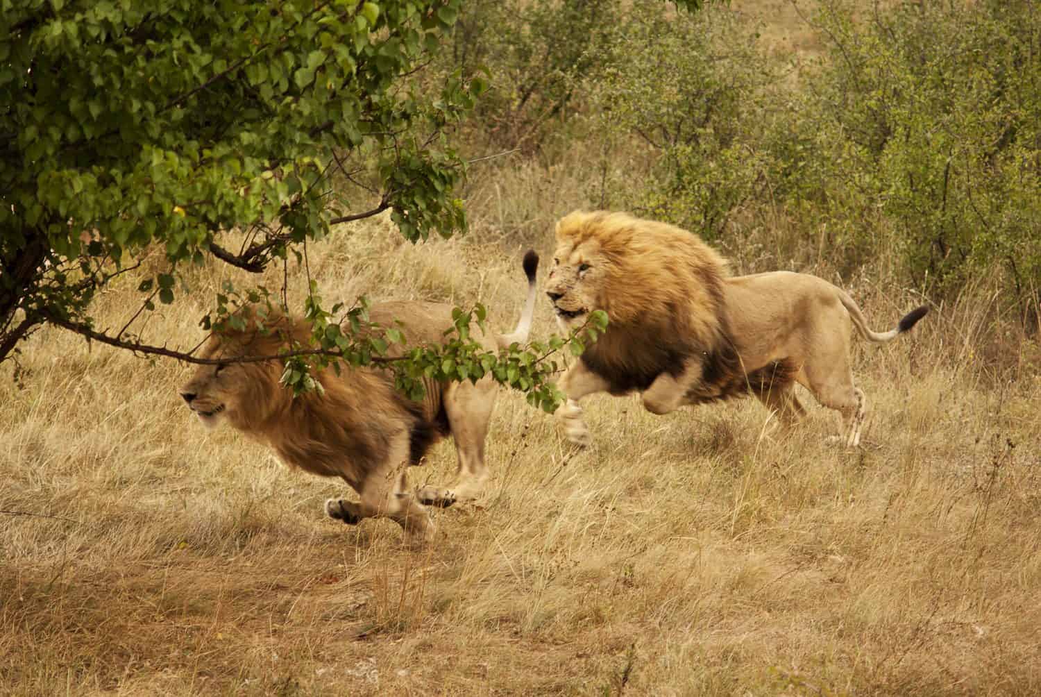 Discover the Top 20 Fastest Mammals in the World - A-Z Animals