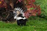 Things You’ll See in Hot Springs National Park: Wildlife Guide - A-Z ...