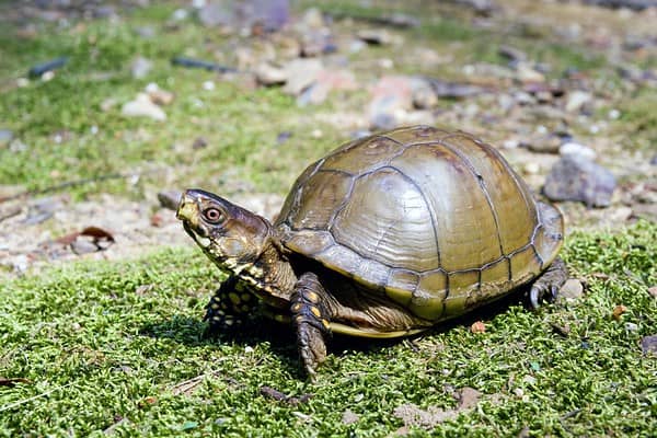 Your Complete Guide to North American Box Turtles - A-Z Animals