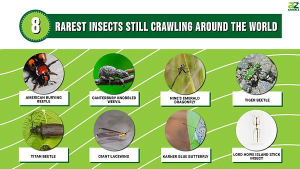 The 8 Rarest Insects Still Crawling Around the World - A-Z Animals