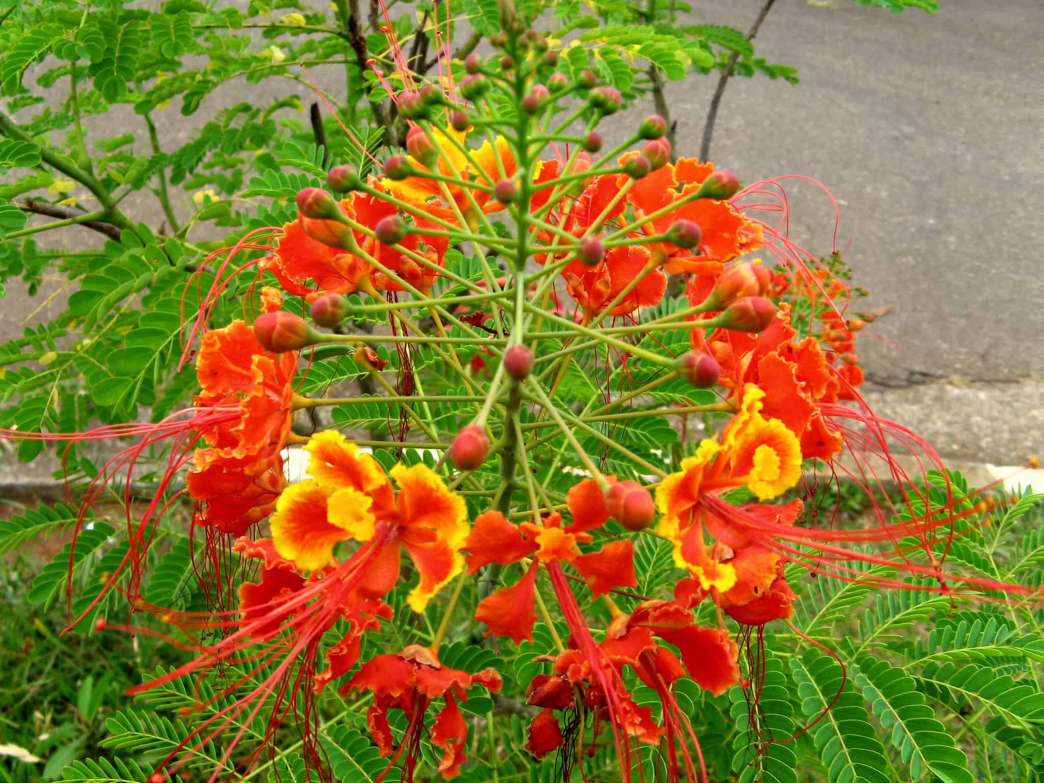 The Best Perennial Flowers for Arizona: 9 Flowers That Love the Heat ...