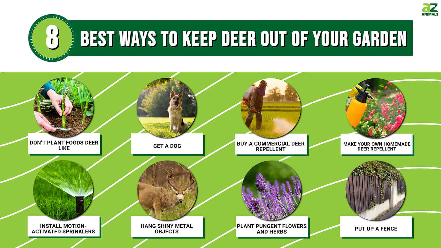 Discover the 8 Best Ways To Keep Deer Out Of Your Garden - A-Z Animals