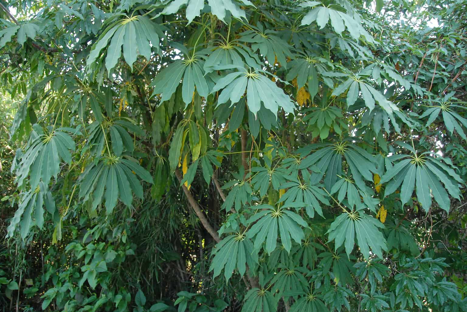 11 Types of Schefflera and How They Are Different - A-Z Animals