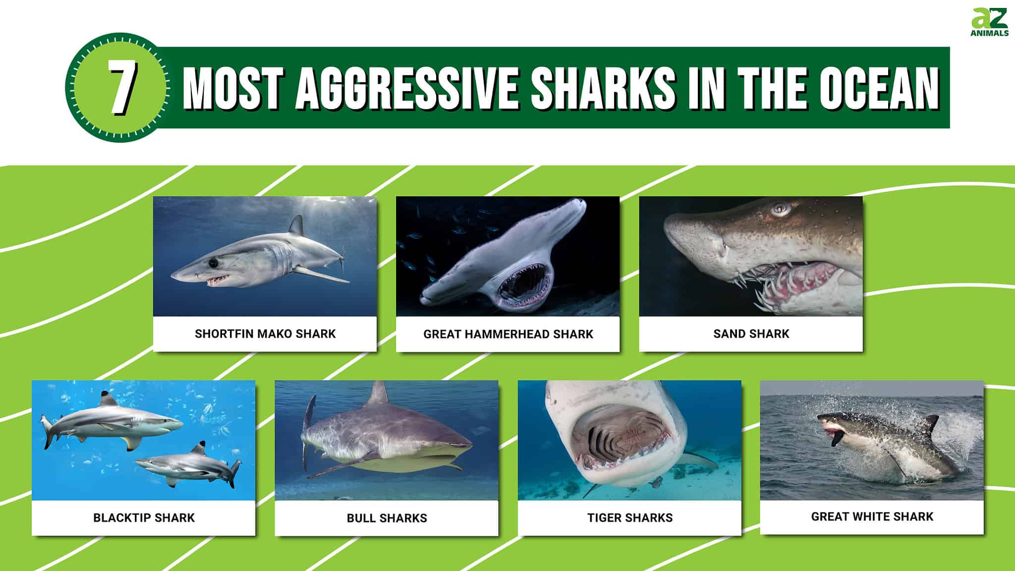 The 7 Most Aggressive Sharks in the Ocean - A-Z Animals