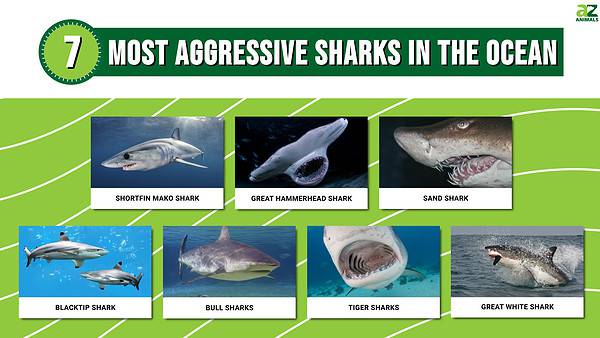 The 7 Most Aggressive Sharks in the Ocean - A-Z Animals