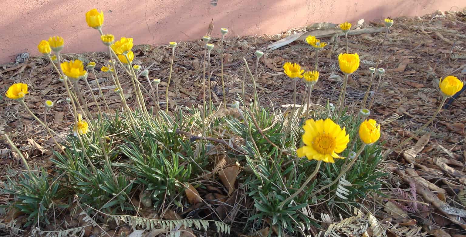 The Best Perennial Flowers for Arizona: 9 Flowers That Love the Heat ...