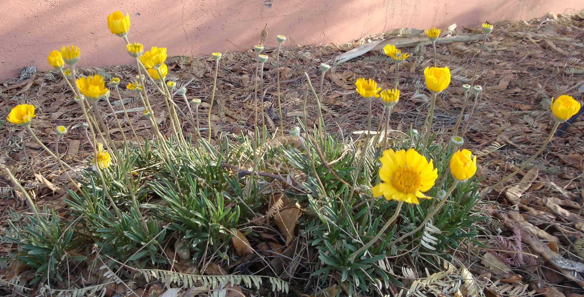 The Best Perennial Flowers for Arizona: 9 Flowers That Love the Heat ...