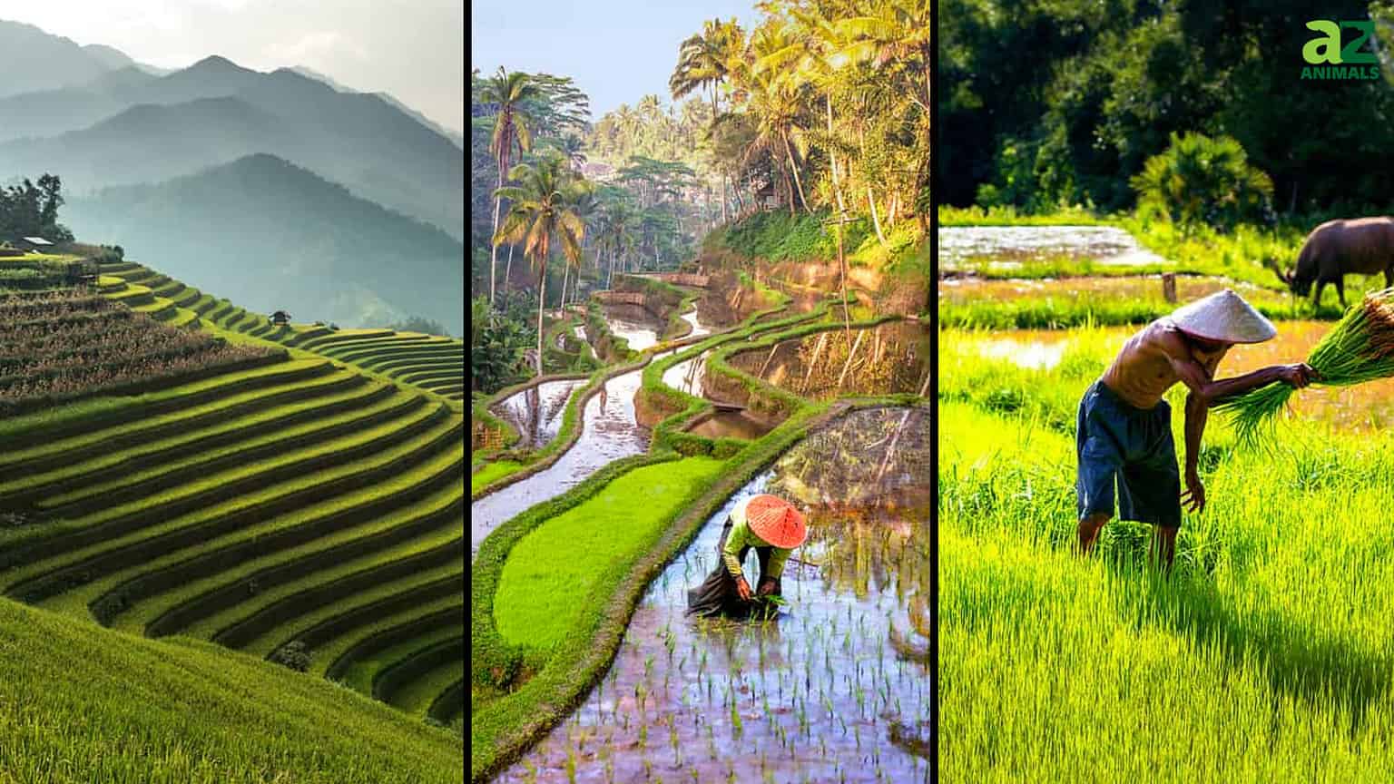 The 10 Countries That Produce the Most Rice in the World - A-Z Animals