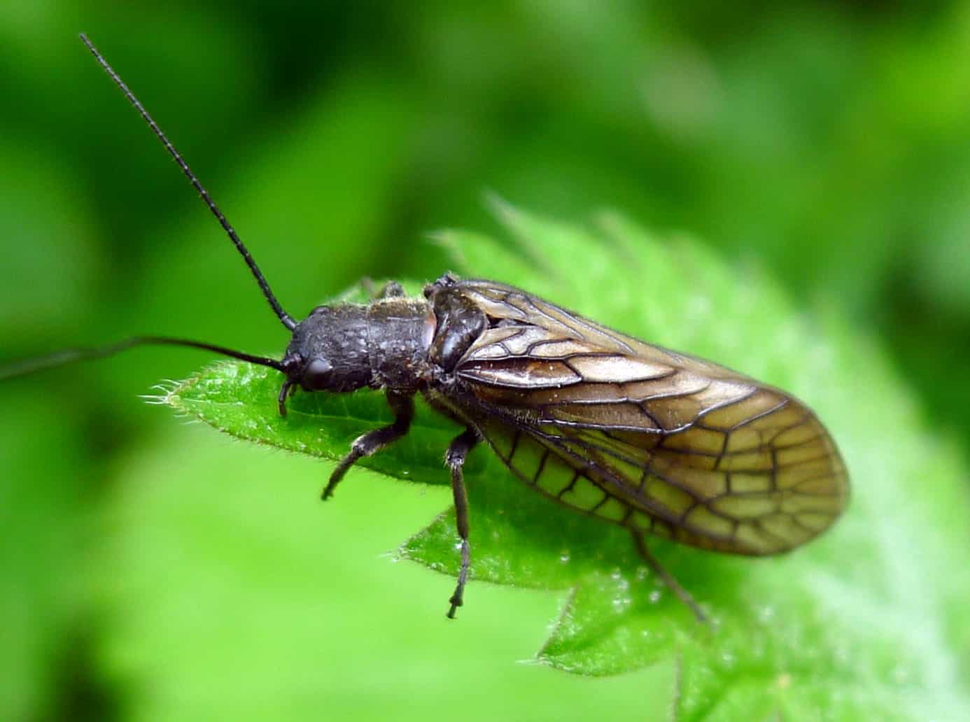 9 Insects That Start With A (Common Names) - A-Z Animals