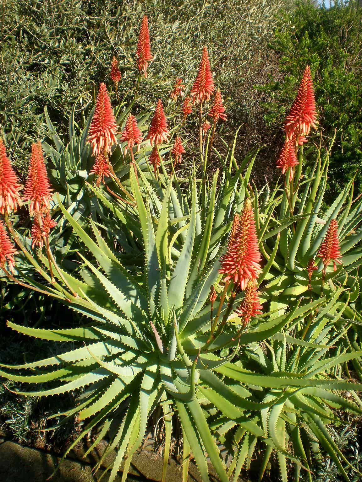 The Best Perennial Flowers for Arizona: 9 Flowers That Love the Heat ...