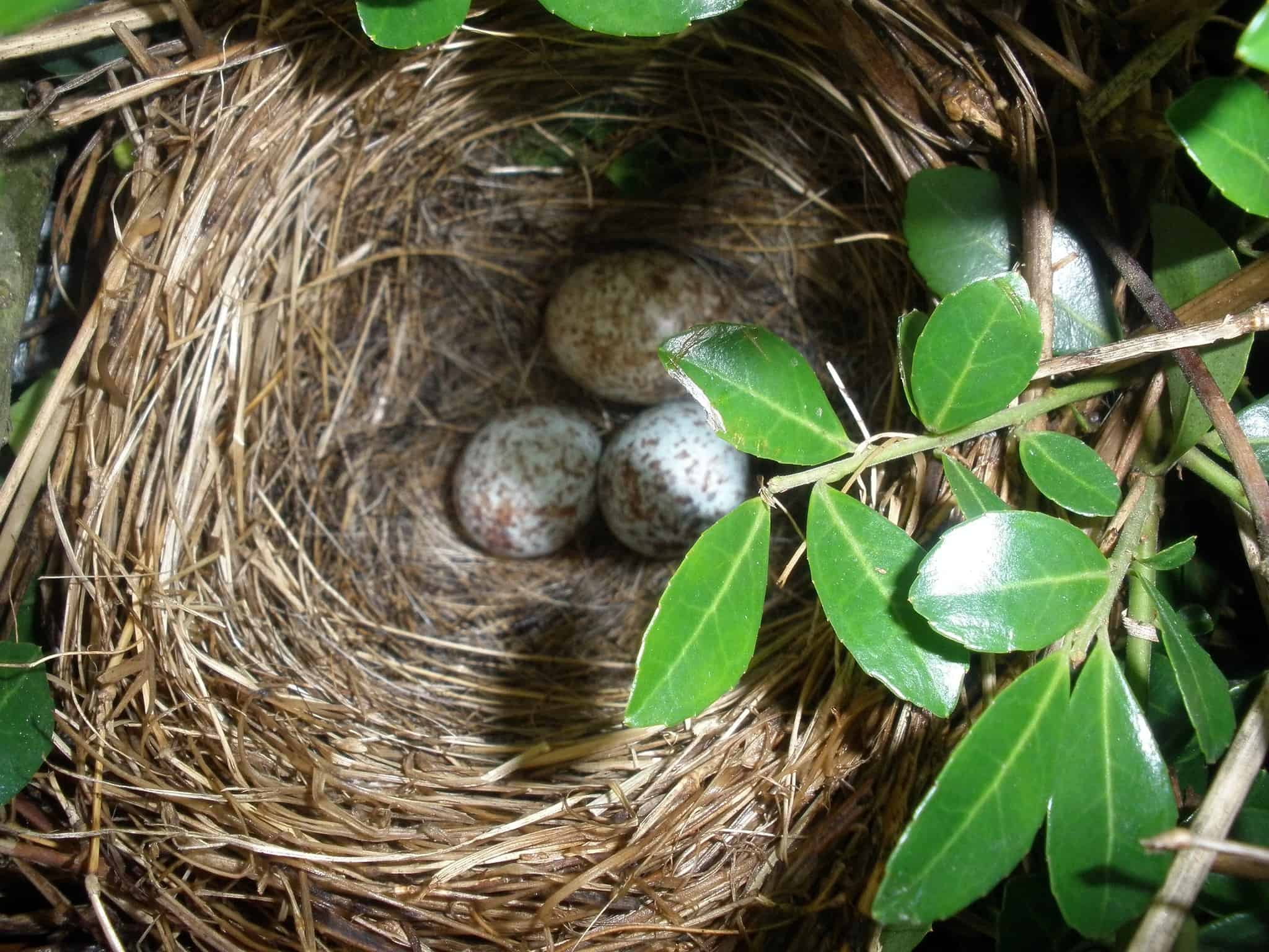 Different Types of Bird Nests With Pictures - A-Z Animals
