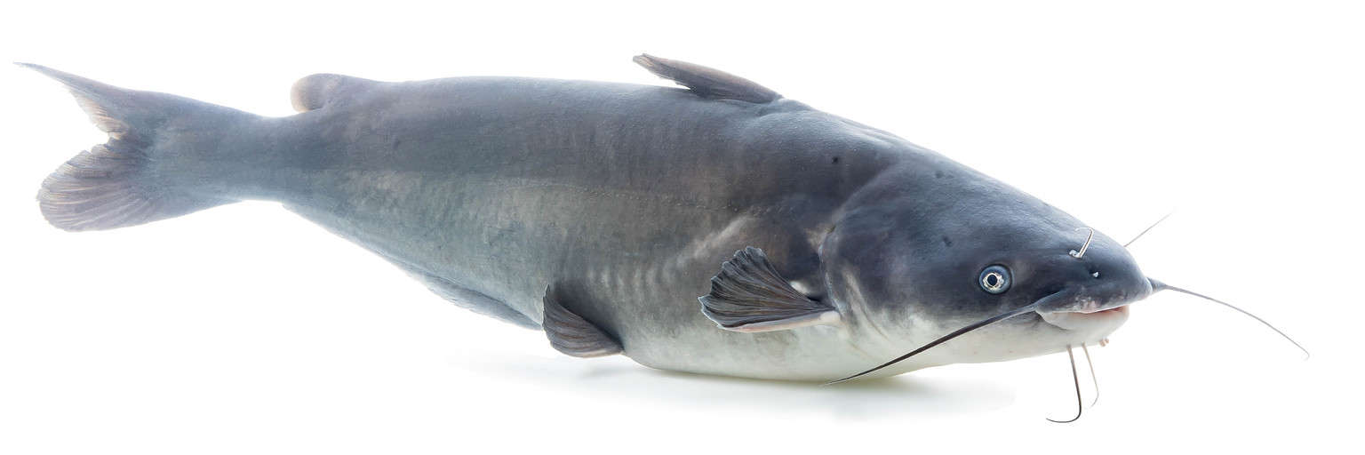 You'll Find These 14 Fish Swimming About in Lake Lanier - A-Z Animals