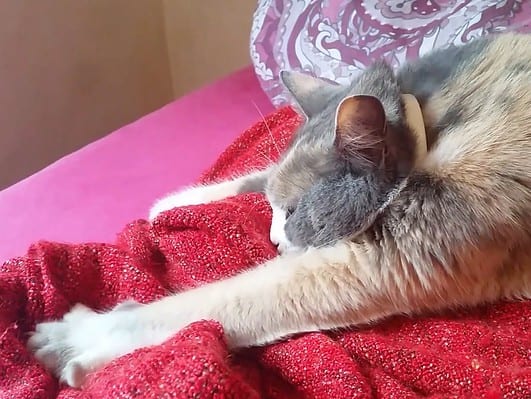 Why Cats Make Biscuits: Kneading Explained - A-Z Animals