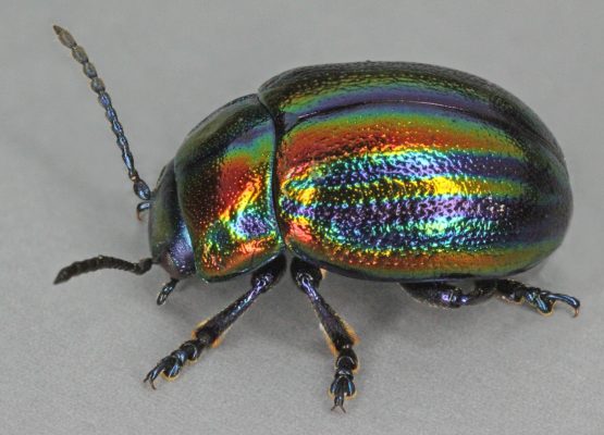 30 Colorful Creatures That Look Like Rainbows - A-Z Animals