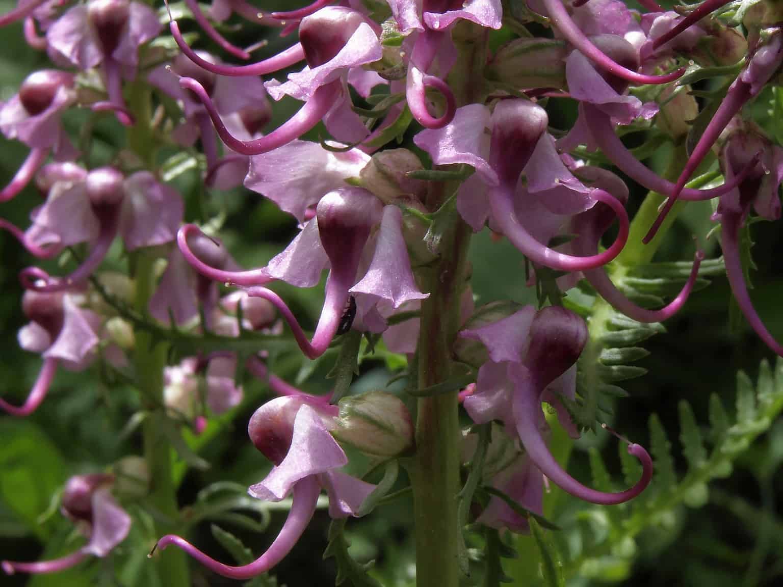 6 Beautiful Wildflowers You'll Find in Utah - A-Z Animals
