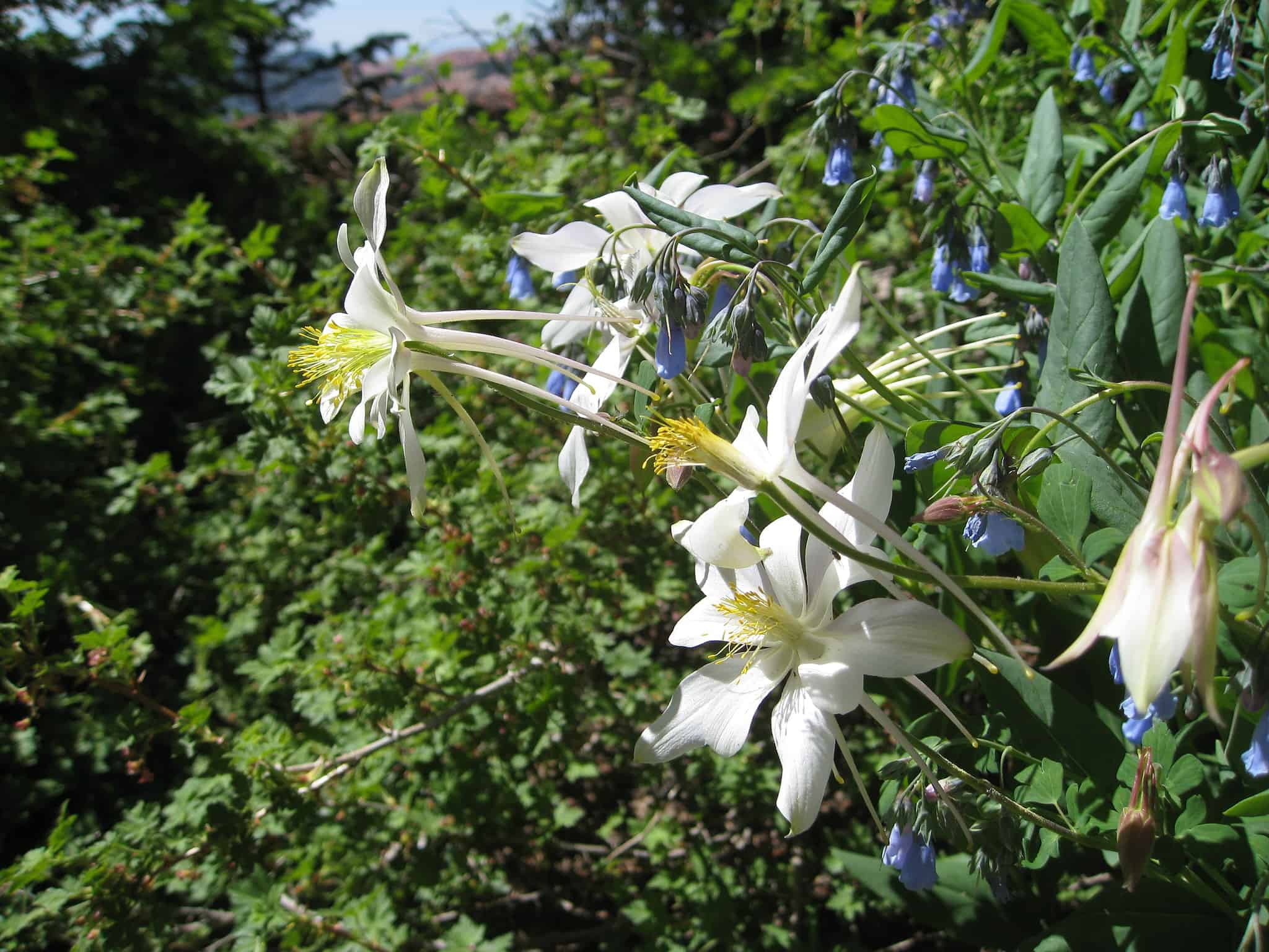 6 Beautiful Wildflowers You'll Find in Utah - A-Z Animals