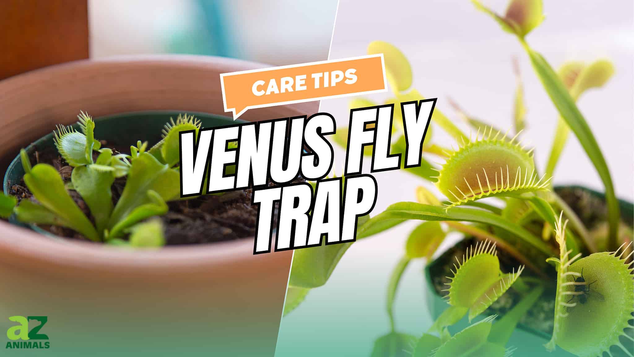 How Often Do You Water Venus Fly Traps? 9 Critical Tips for a Thriving ...