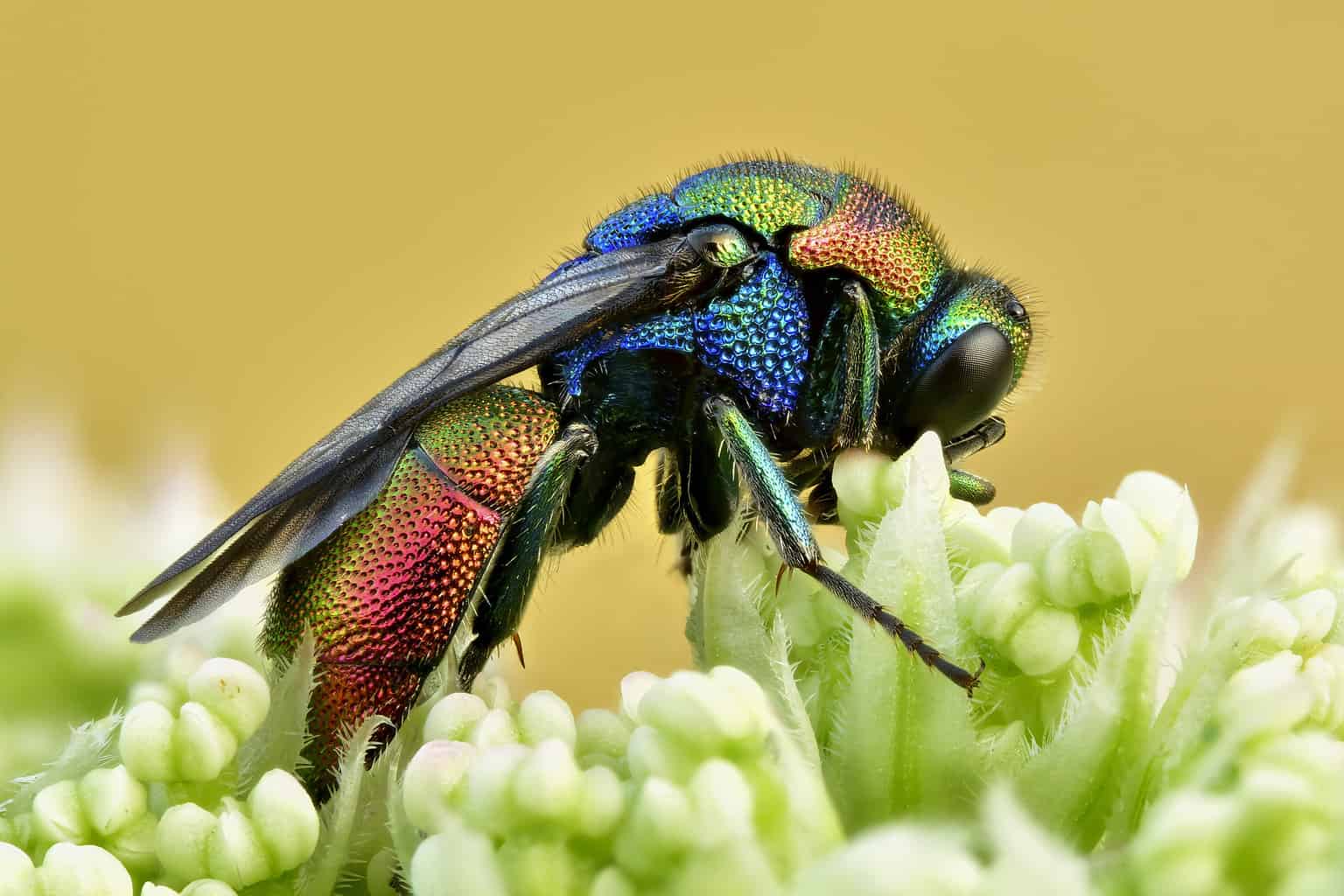 30 Colorful Creatures That Look Like Rainbows - A-Z Animals