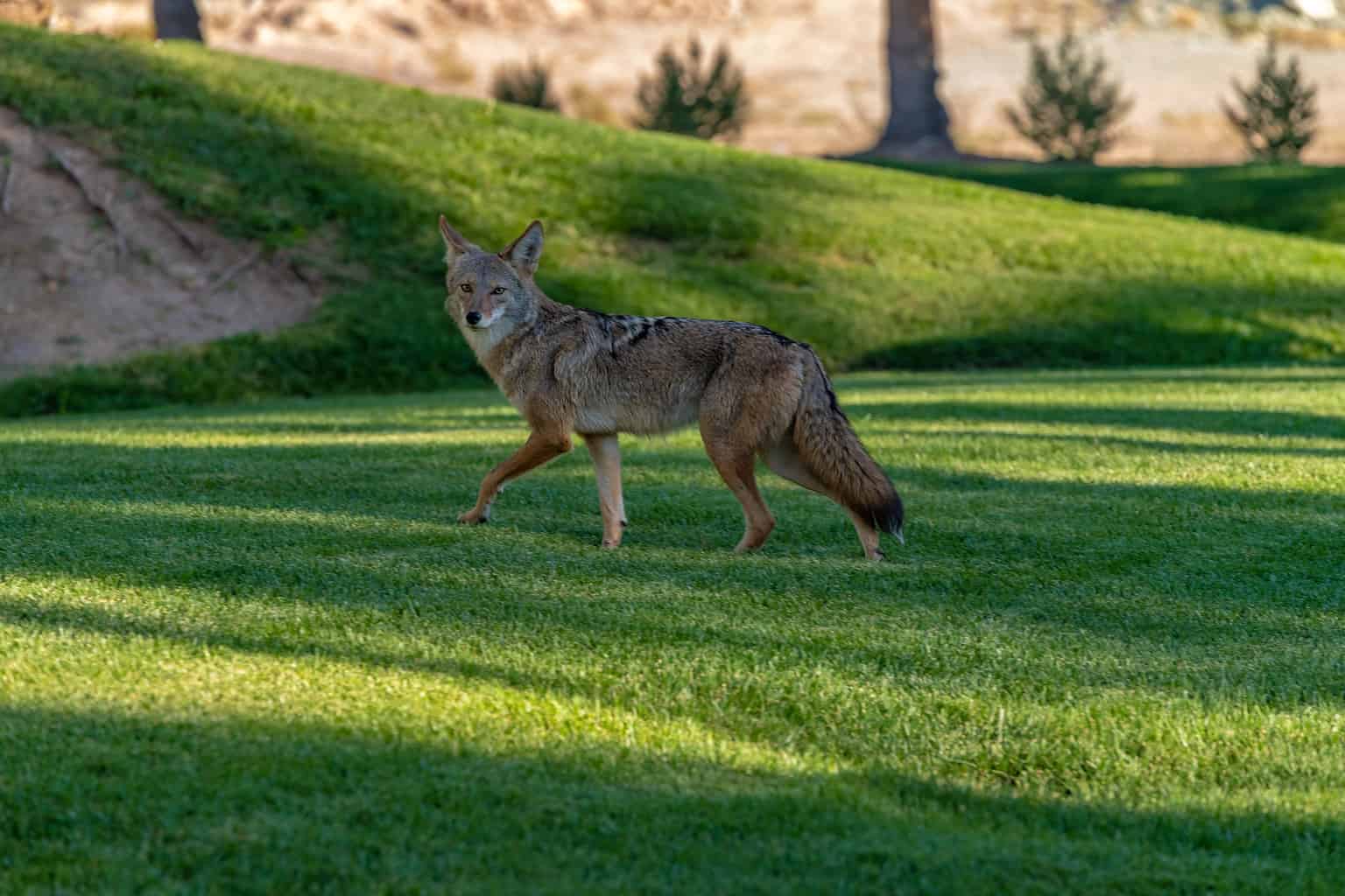 New Jersey Attack Leaves Us Wondering If Coyotes Are Dangerous to ...