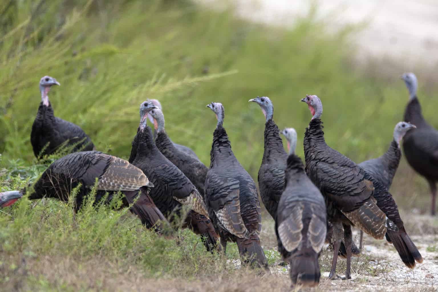 Wild Turkey Invasion? One U.S. State Now Has Almost Half a Million ...