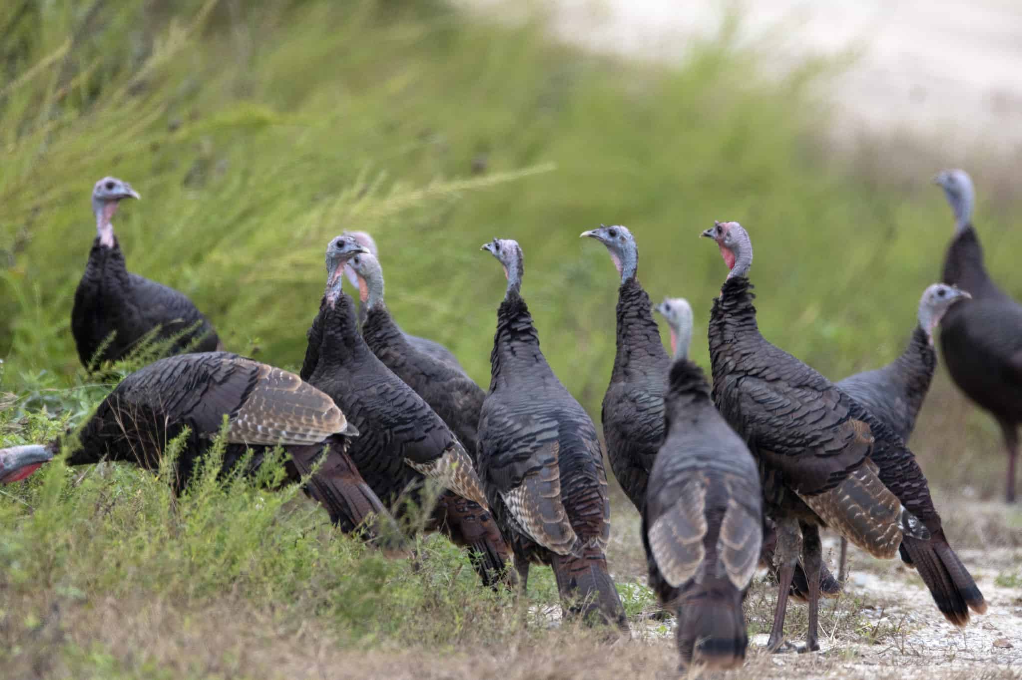 The U.S. States with The Most Wild Turkeys: One Has Half a Million - A ...