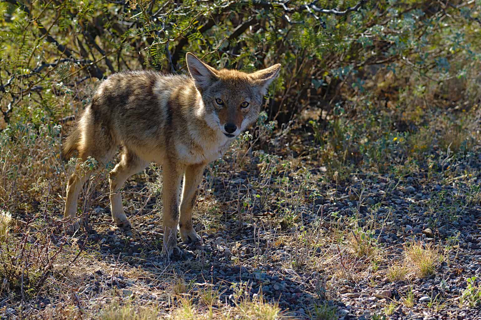 Why Crepuscular Animals Thrive at Twilight - A-Z Animals