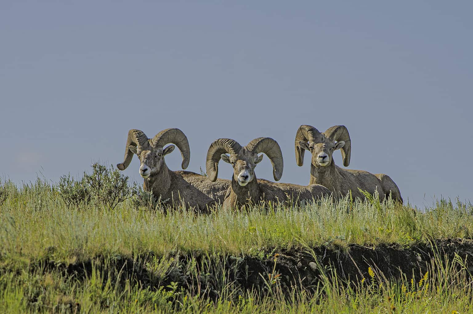 How Healthy Are Bighorn Sheep Populations? - A-Z Animals Slideshows