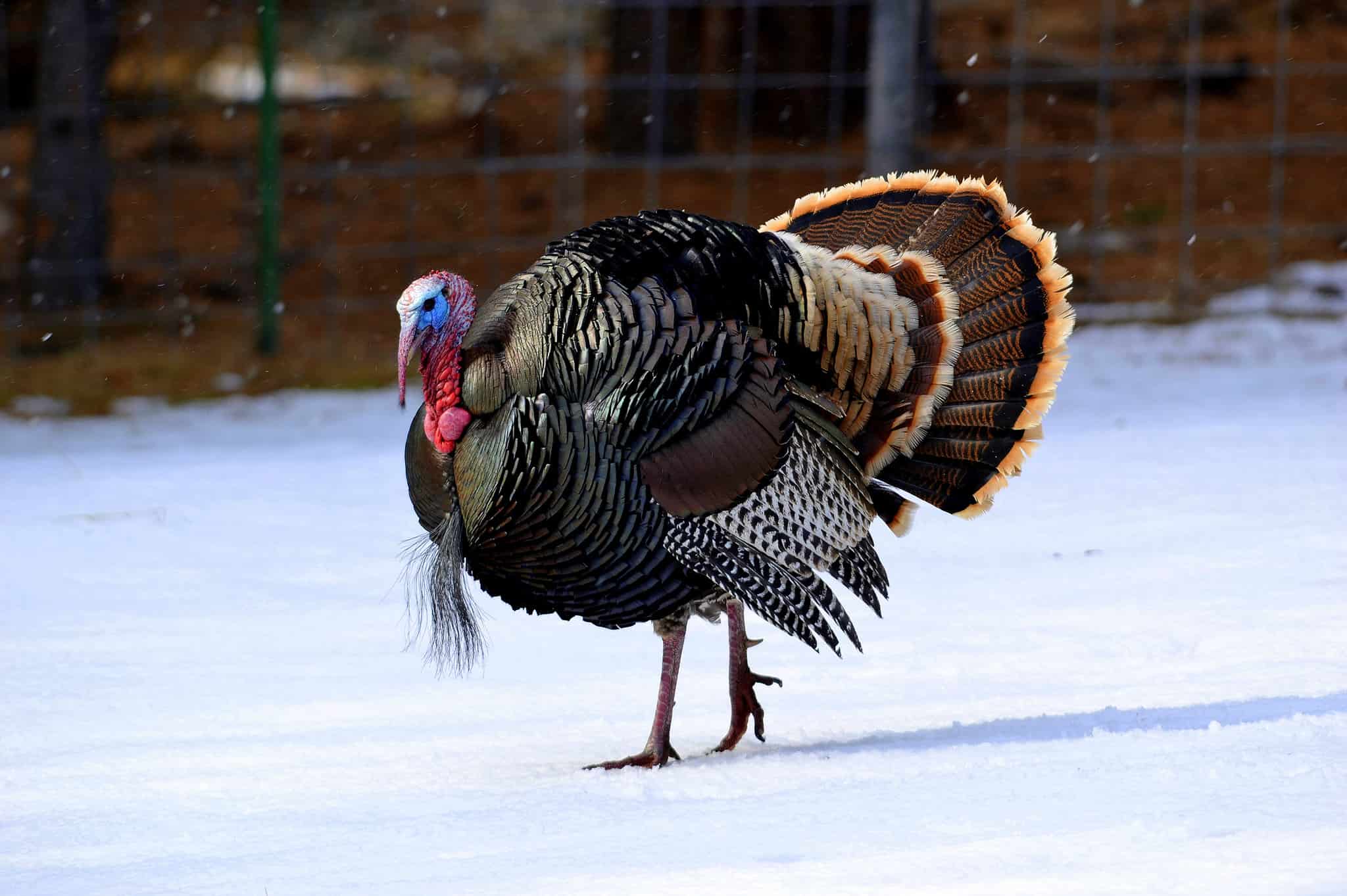 The U.S. States with The Most Wild Turkeys: One Has Half a Million - A ...