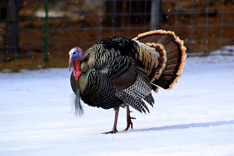 The 12 Animals of Christmas from Around the World - A-Z Animals