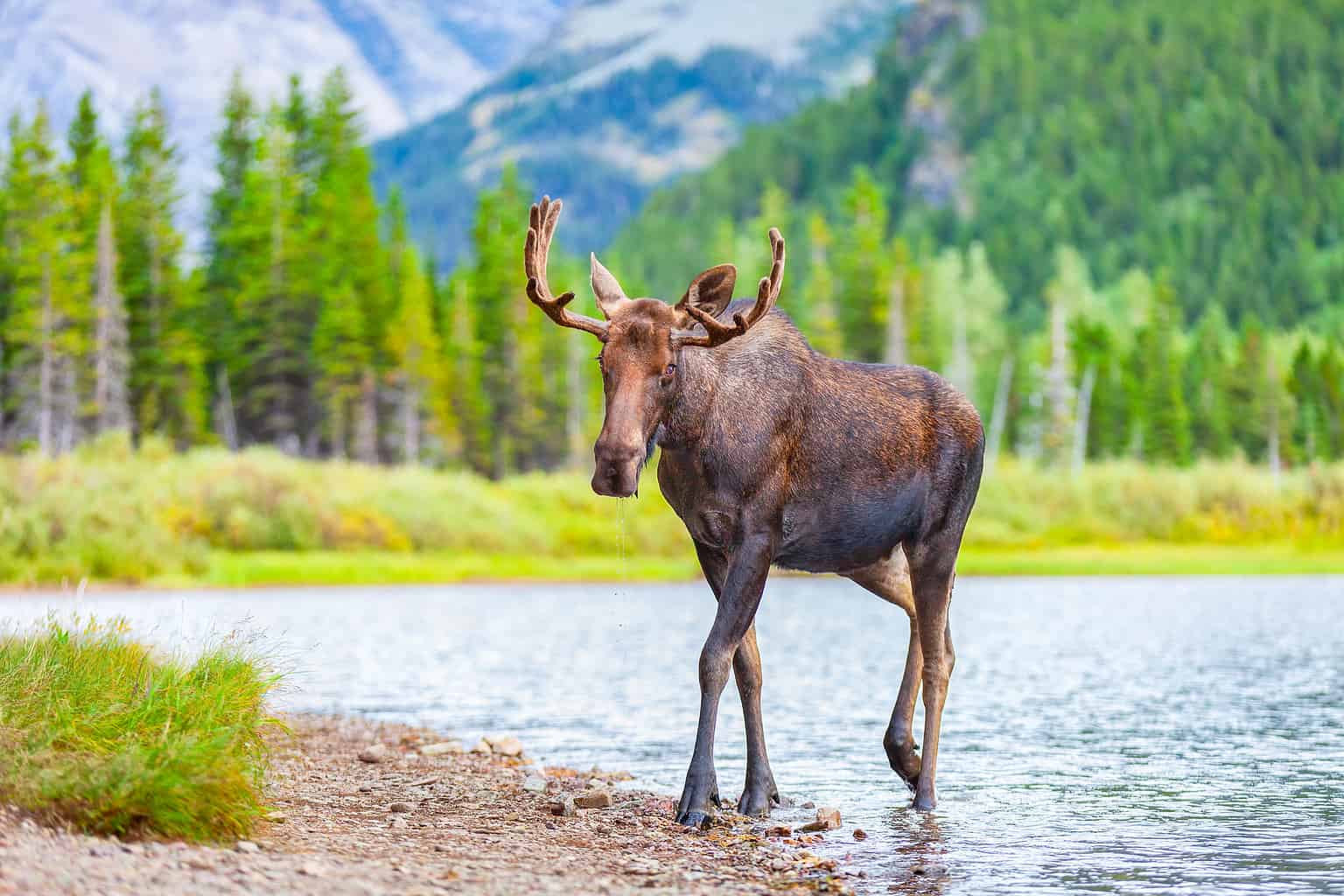 These States Have the Most Moose Roaming Free - A-Z Animals
