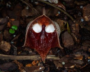 The 9 Ugliest Flowers In the World - A-Z Animals