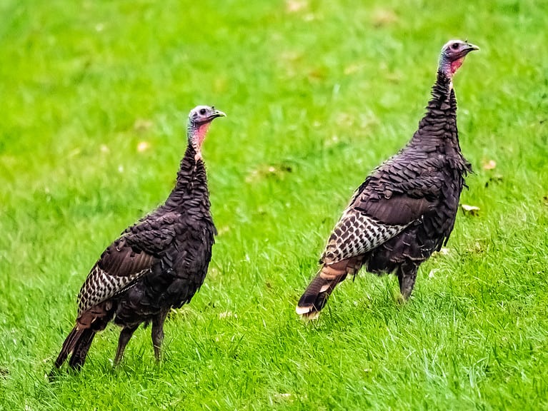 The U.S. States with The Most Wild Turkeys: One Has Half a Million - A ...