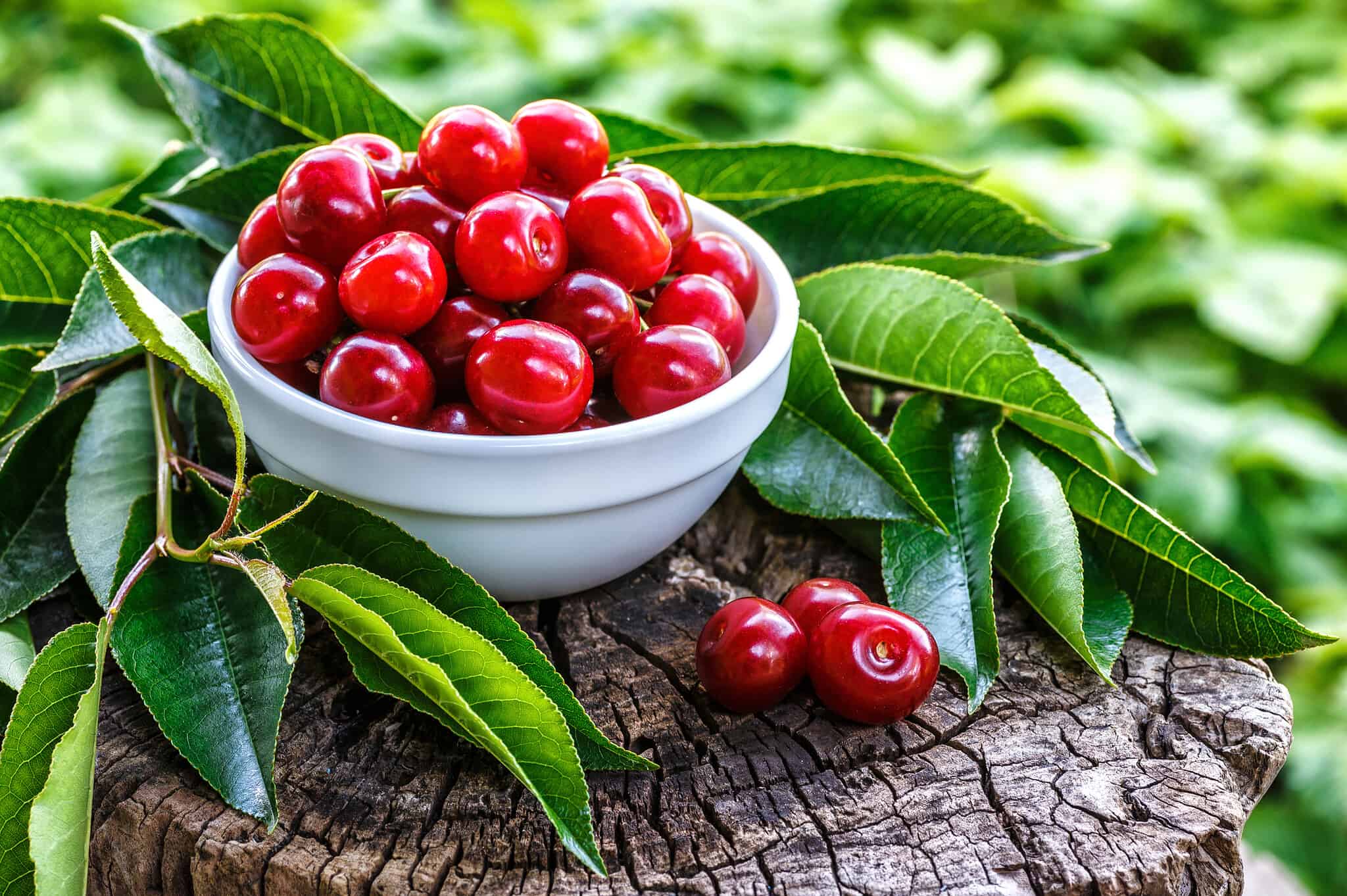 The 6 U.S. States That Grow the Most Cherries - A-Z Animals