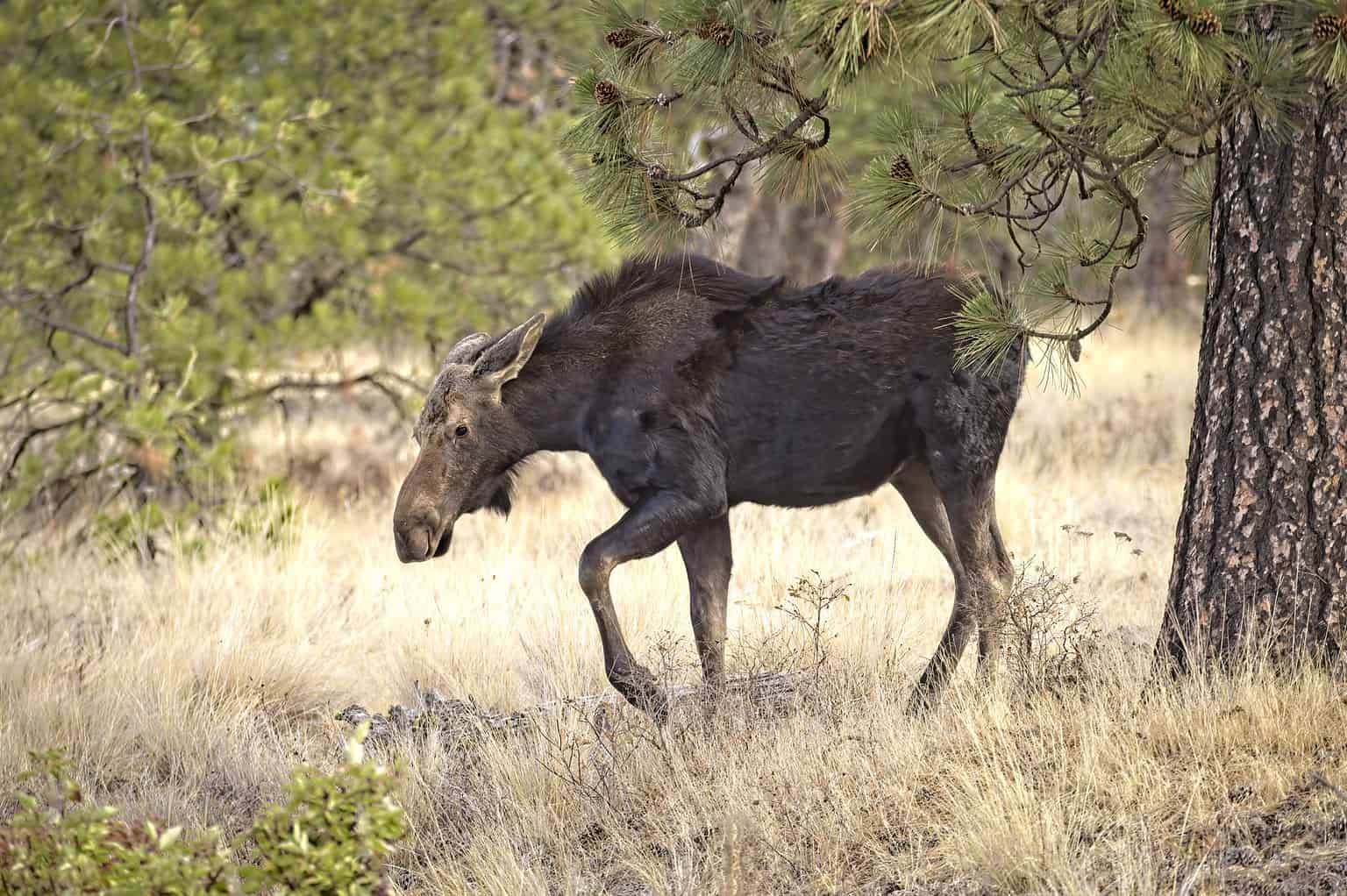 These States Have the Most Moose Roaming Free - A-Z Animals