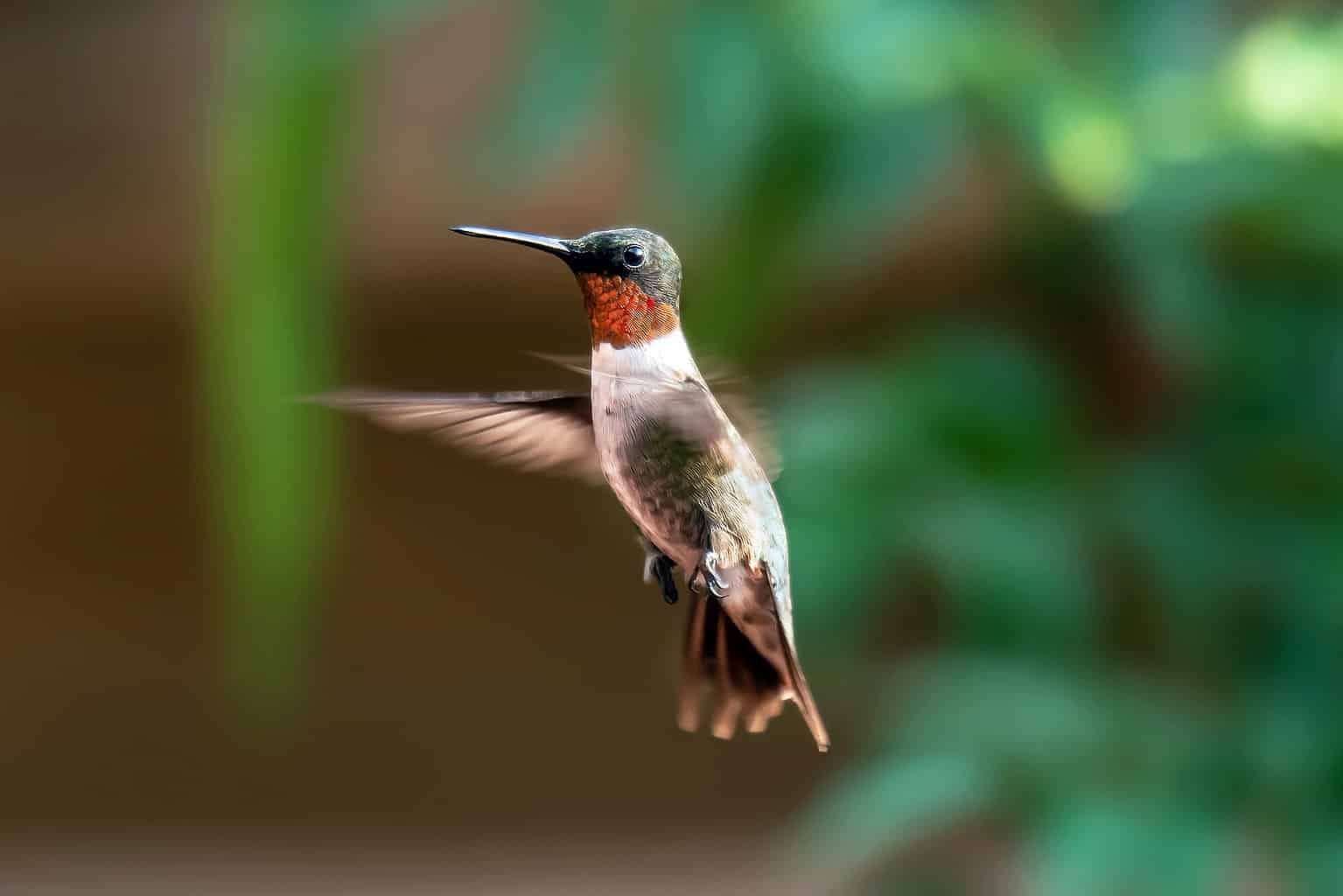 Do Hummingbirds Mate for Life? Discover the Relationships of These ...