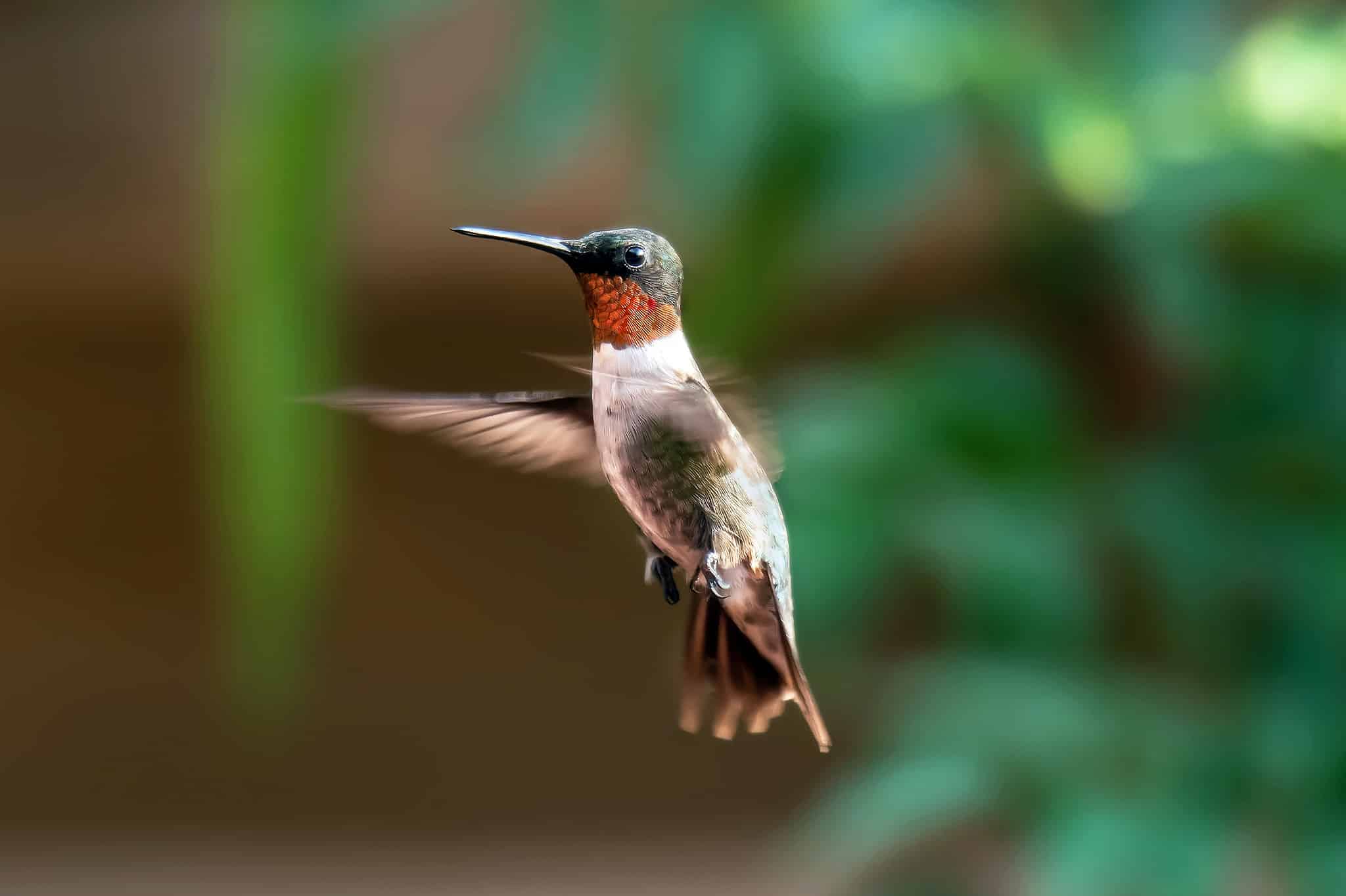 Do Hummingbirds Mate for Life? Discover the Relationships of These ...
