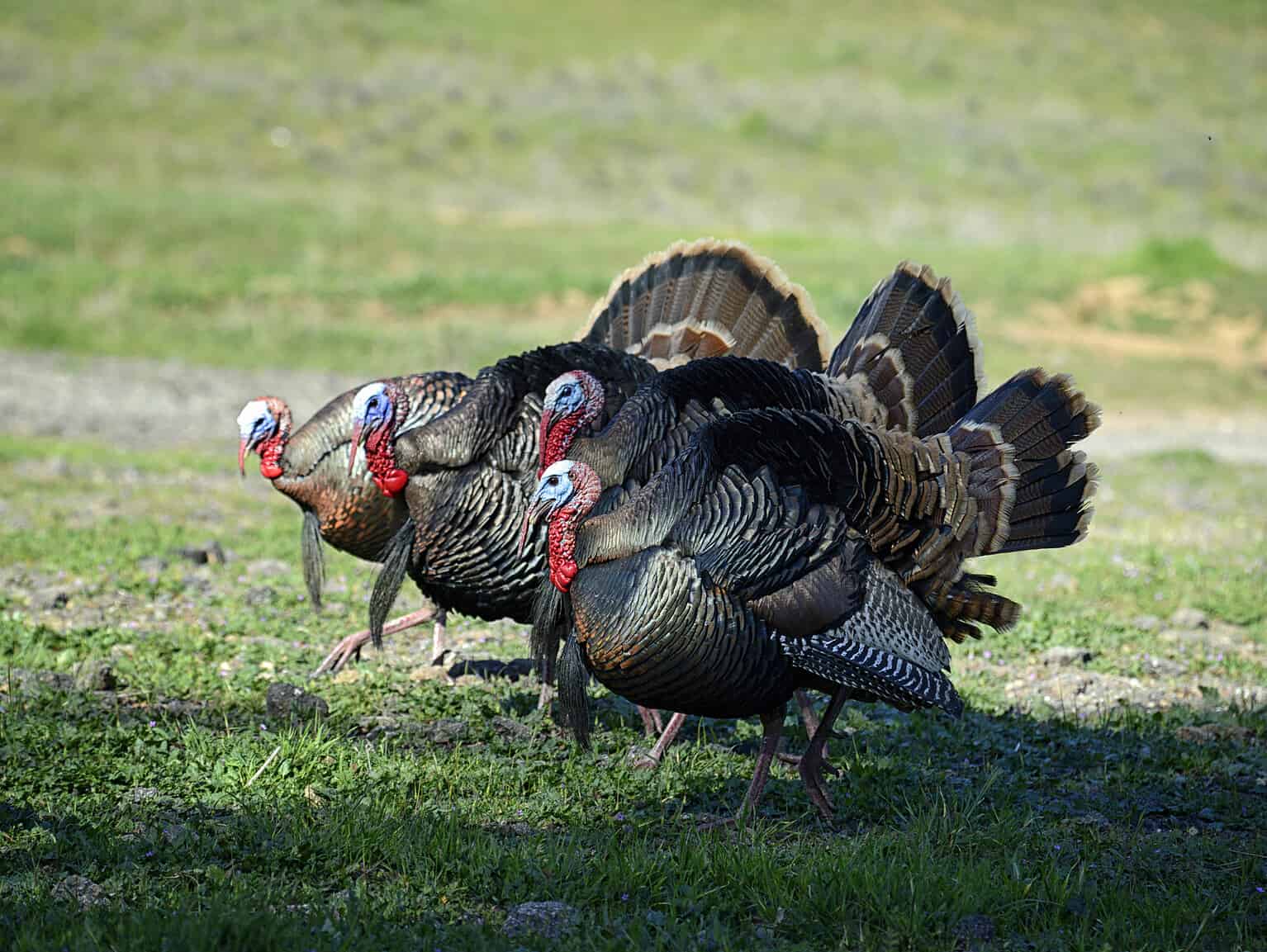 10 Surprising Turkey Facts You Didn't Know (But Should) - A-Z Animals