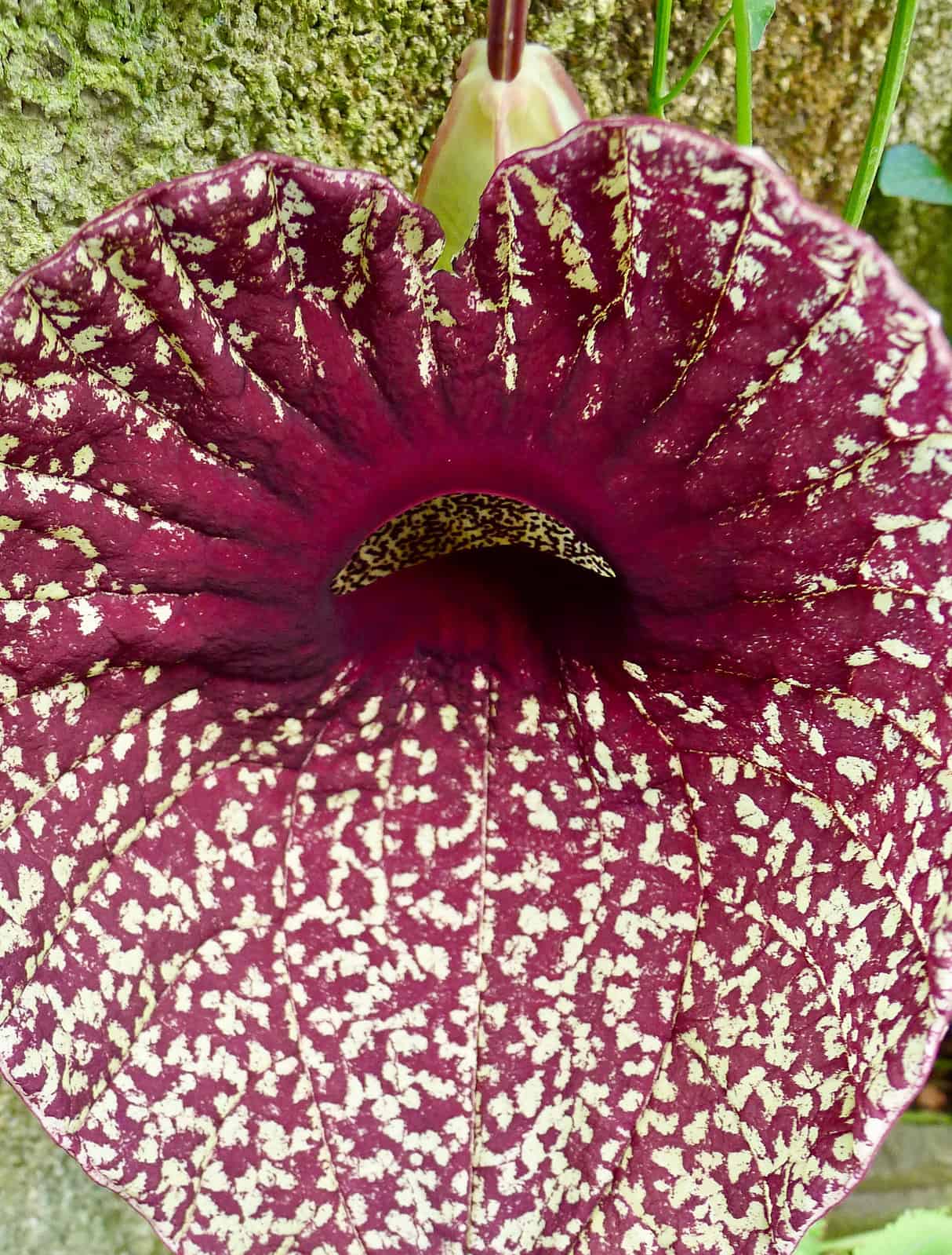 The 9 Ugliest Flowers In the World - A-Z Animals