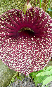 The 9 Ugliest Flowers In the World - A-Z Animals