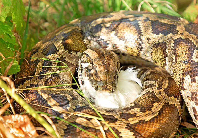 Boys Intervene as Python Attacks Dog in Viral Video - A-Z Animals