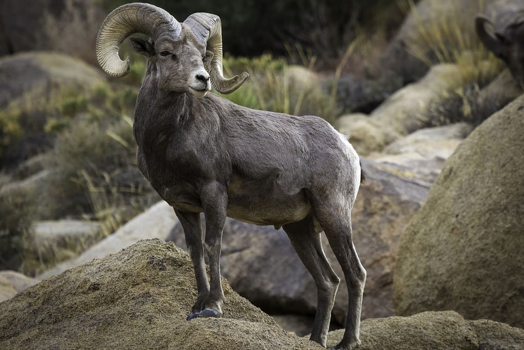 How Healthy Are Bighorn Sheep Populations? - A-Z Animals Slideshows
