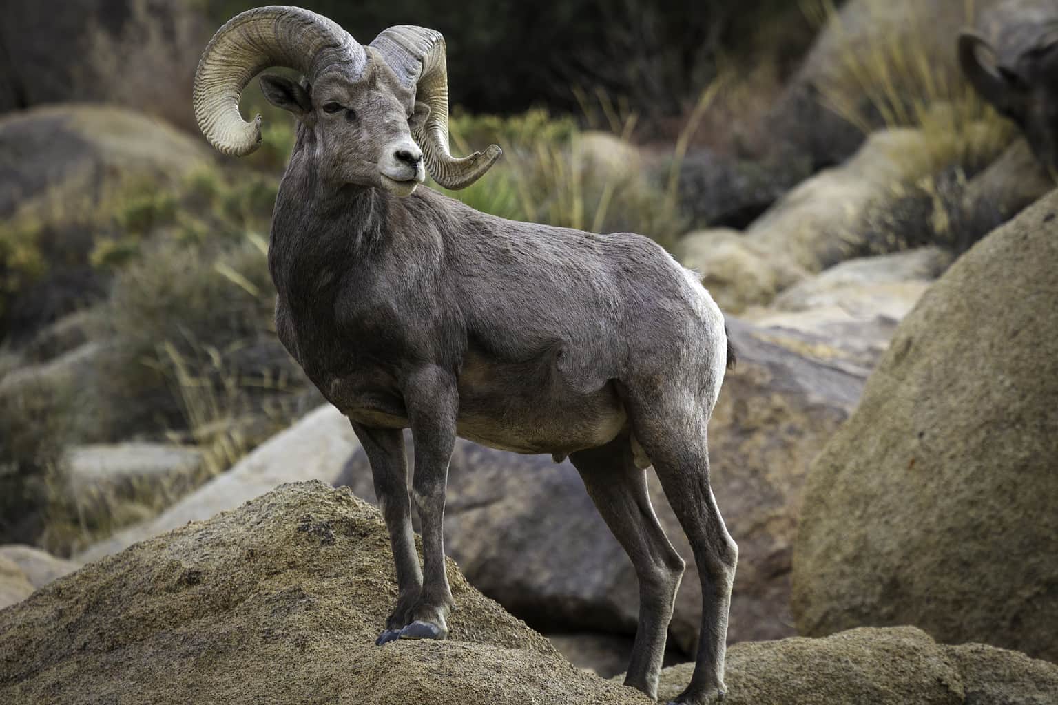 All 50 U.S. State Animals: Birds, Mammals, and Their Significance - A-Z ...