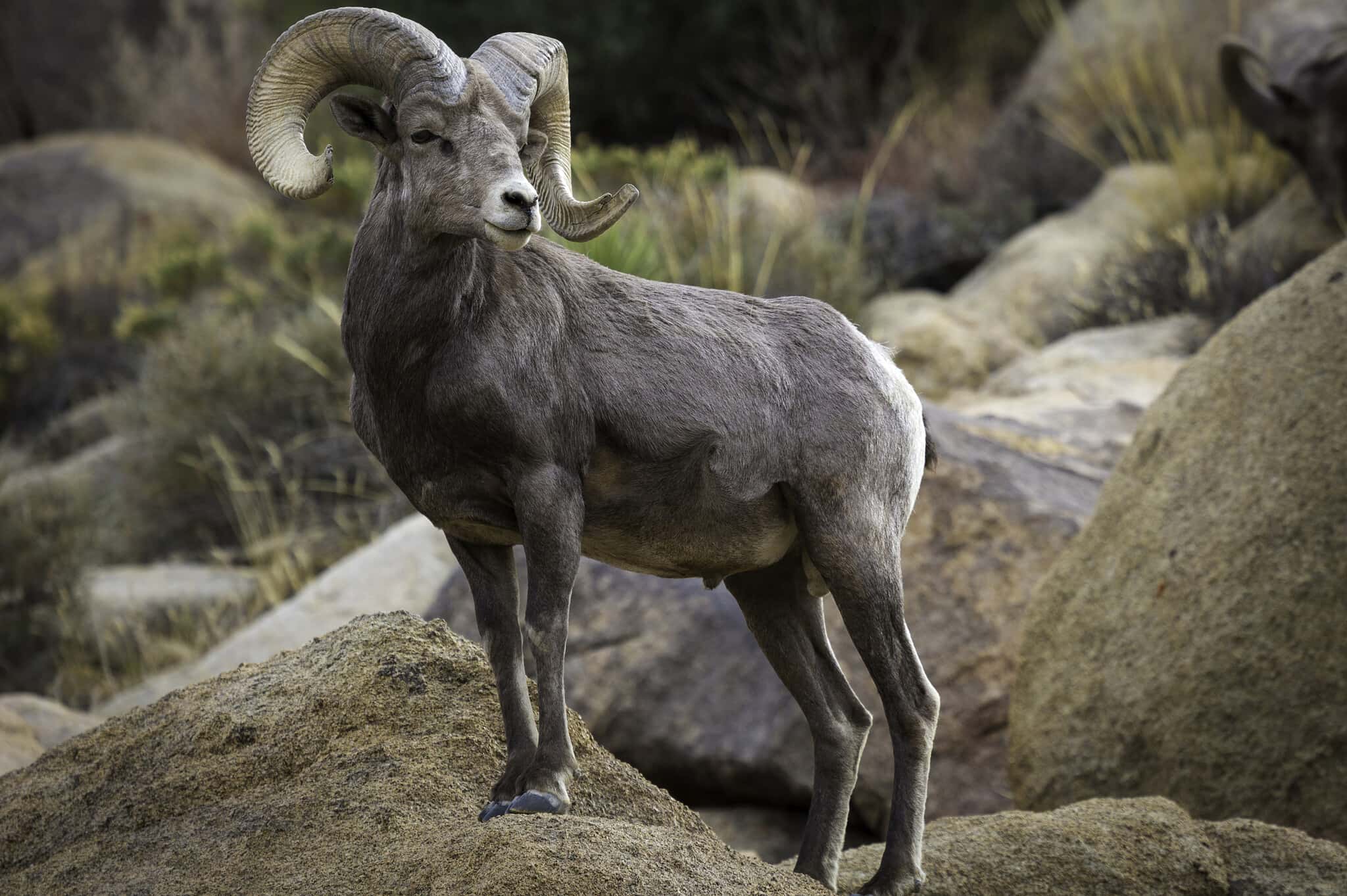 How Healthy Are Bighorn Sheep Populations? - A-Z Animals Slideshows