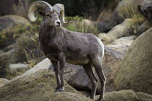 All 50 U.S. State Animals: Birds, Mammals, and Their Significance - A-Z ...