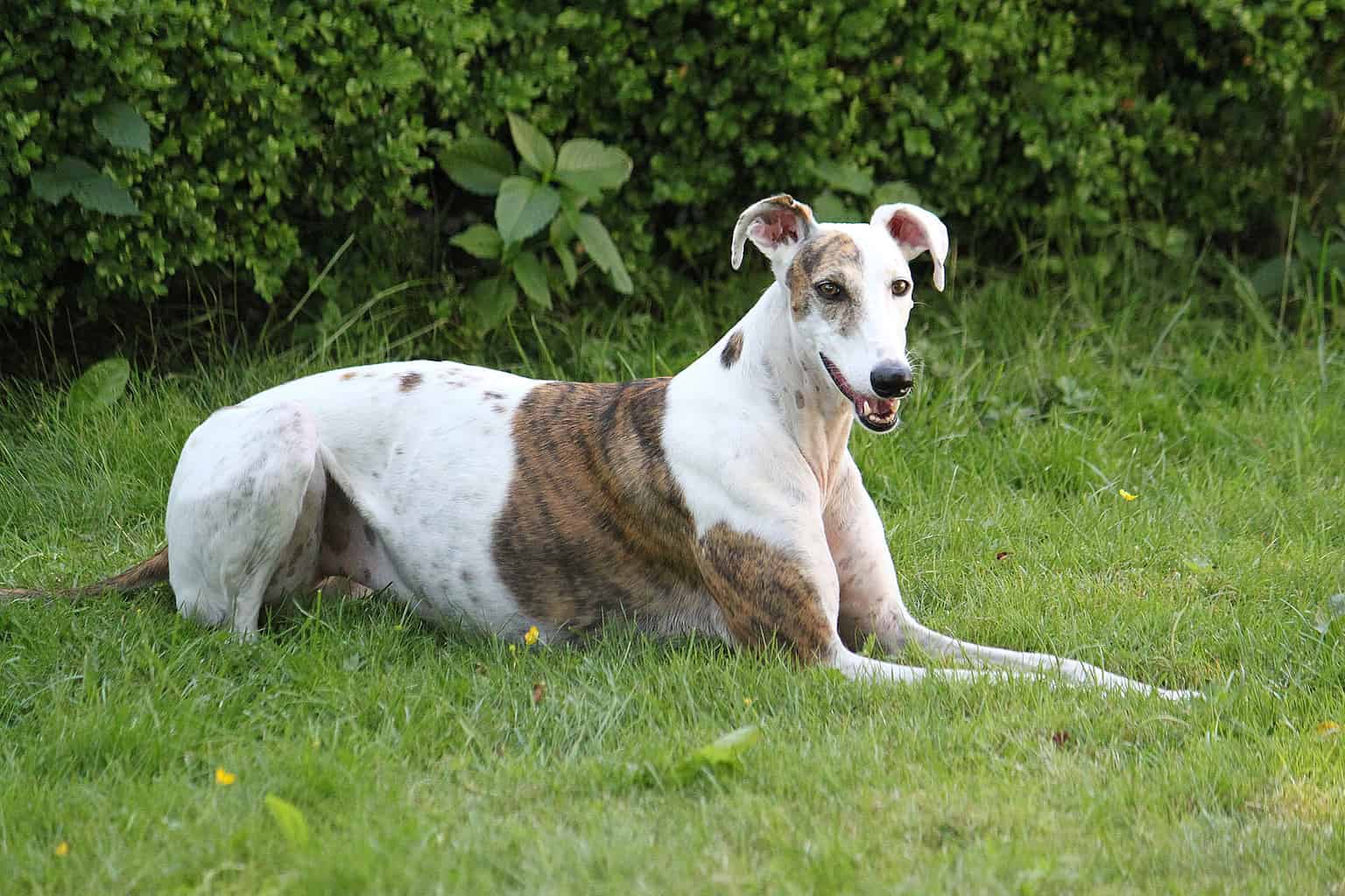 17 Types of Sighthounds - A-Z Animals
