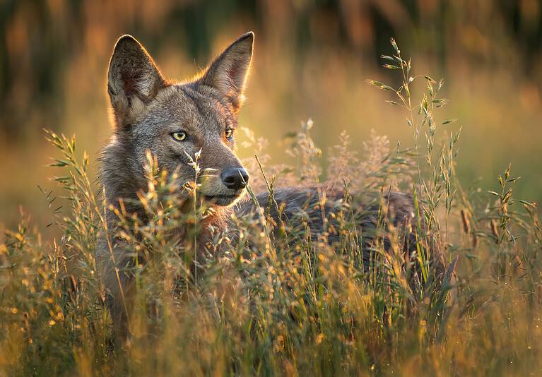 A Look at All the Animals That Call Canyonlands National Park Home - A ...