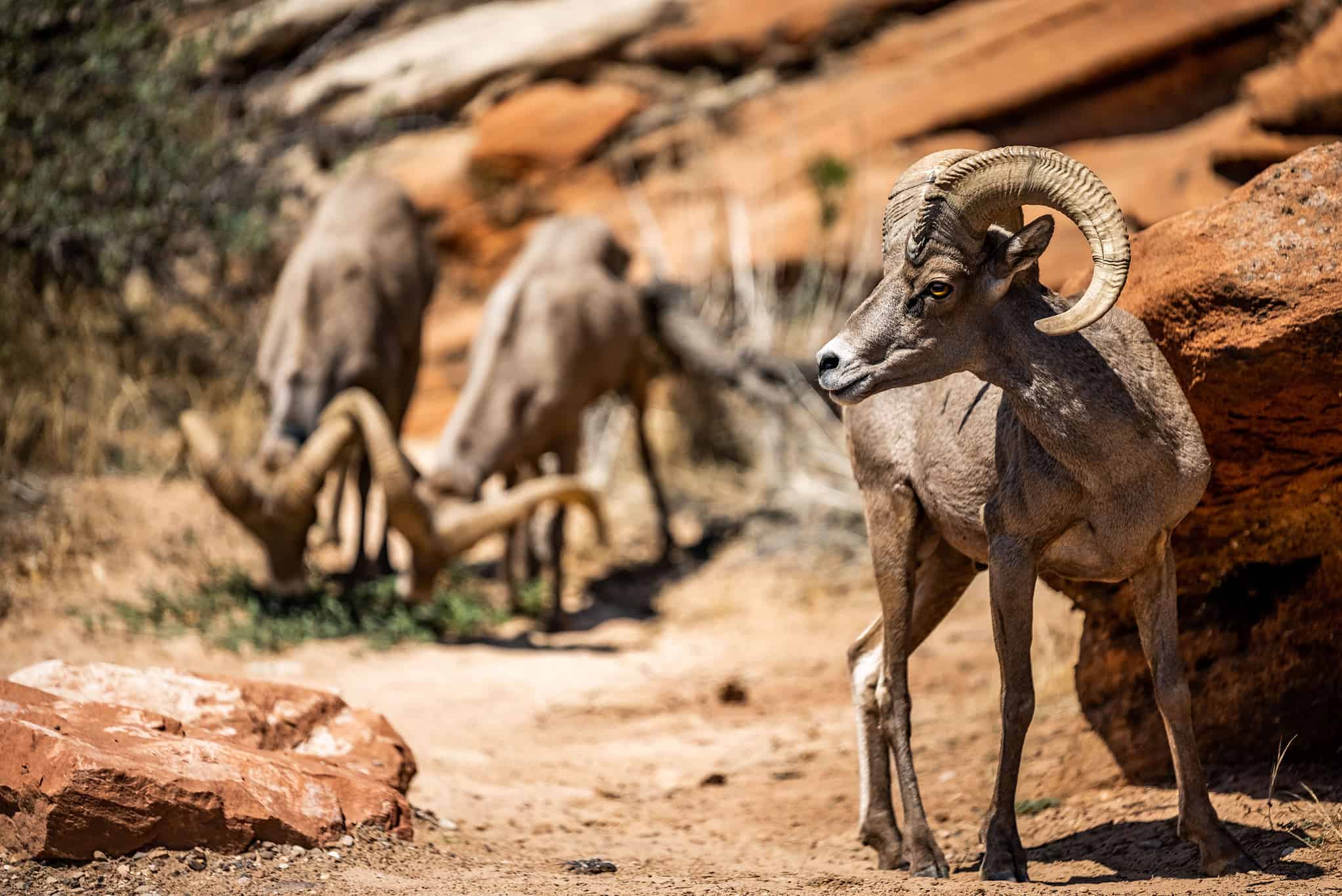 A Wildlife Guide to Grand Canyon National Park - A-Z Animals