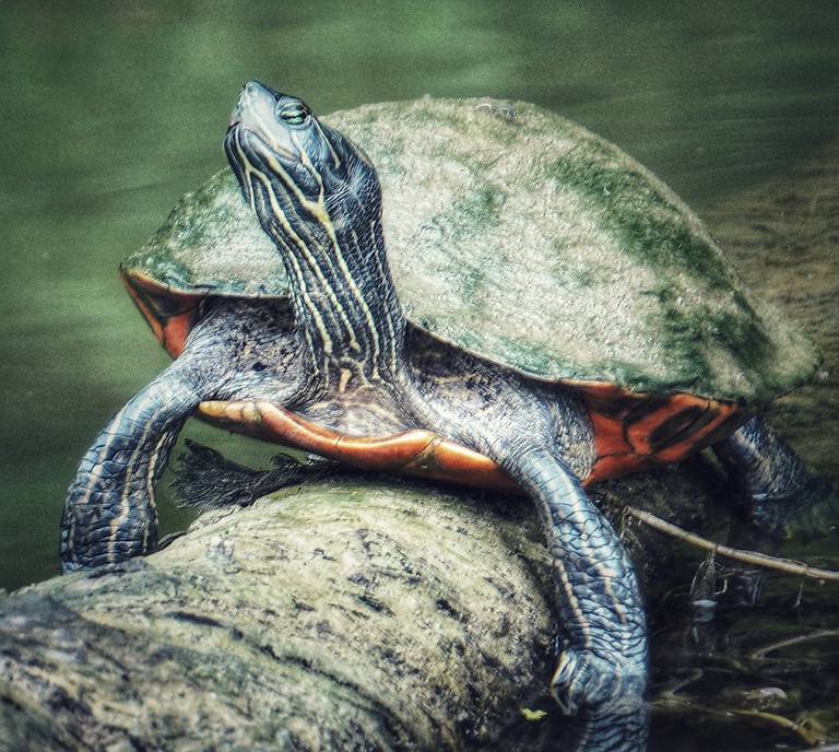 The Ancient Turtle With a Shell the Size of a Car: Meet the Real-Life ...