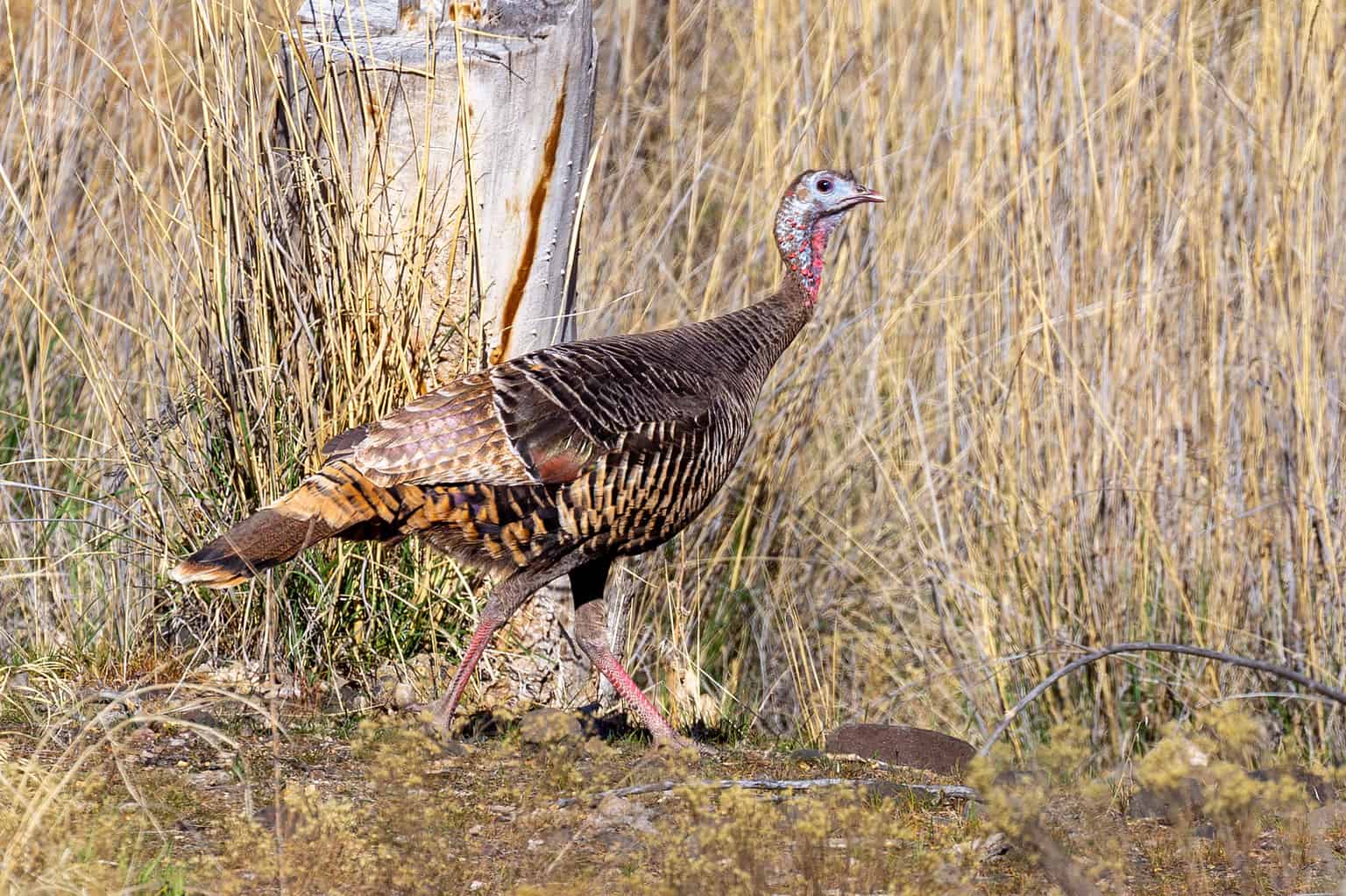 The Telltale Differences Between Male and Female Turkeys - A-Z Animals