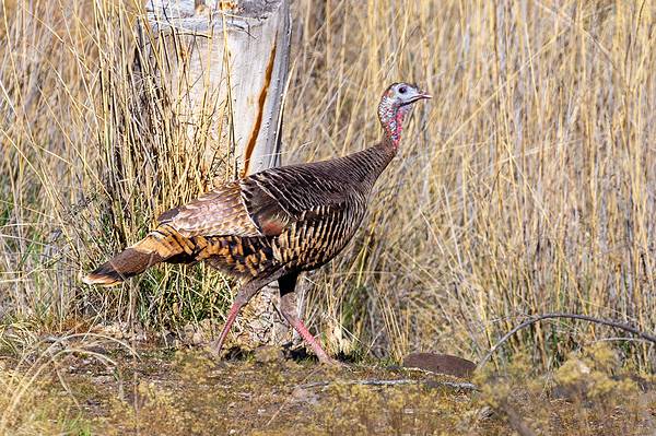 The U.S. States with The Most Wild Turkeys: One Has Half a Million - A ...